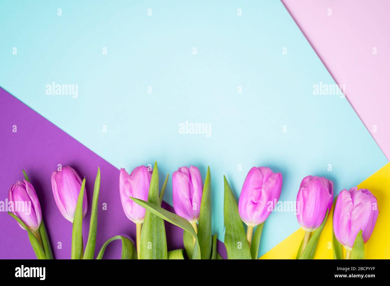 Beautiful spring background for text with pink tulips on colorful ...