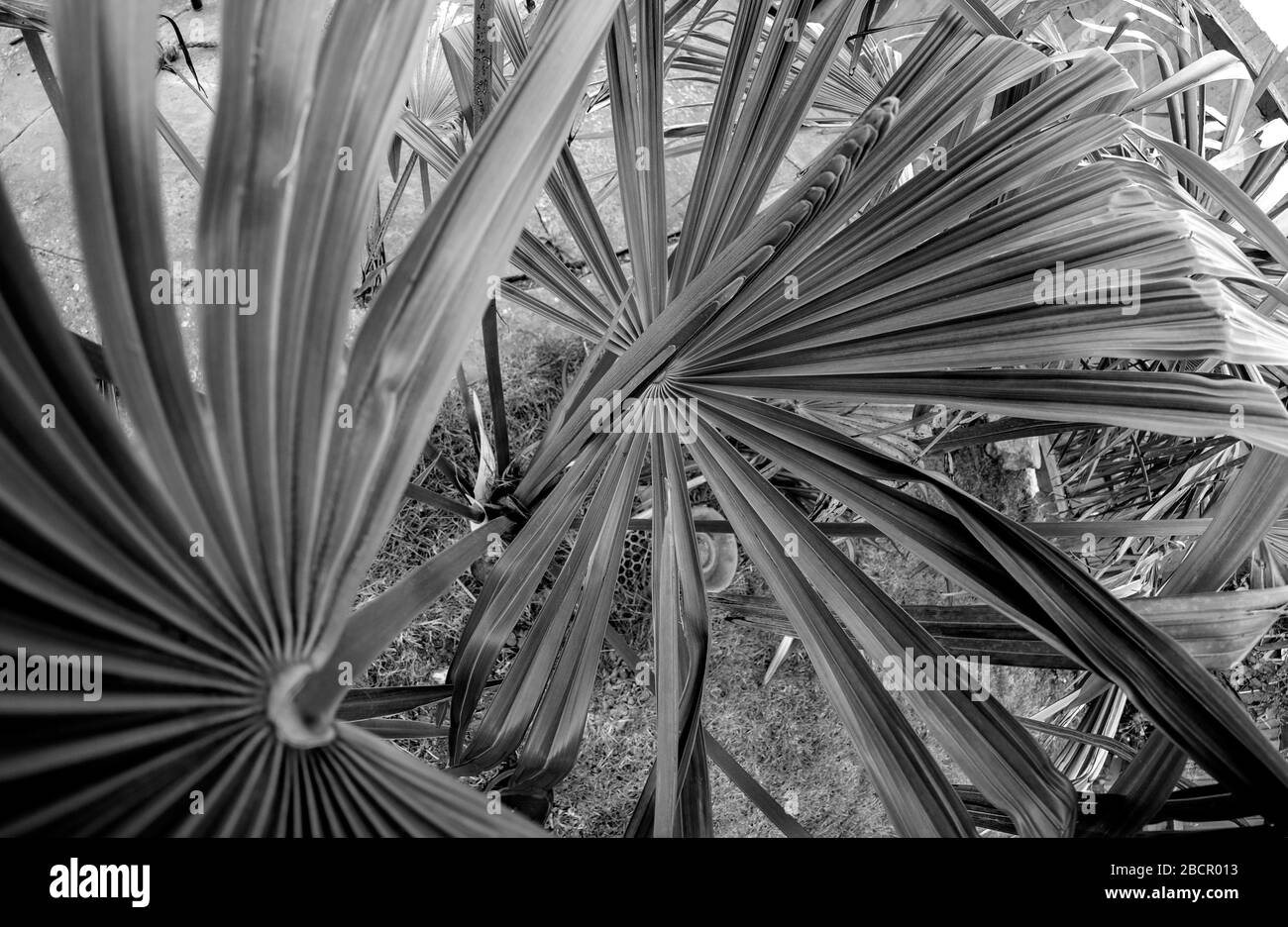 Trachycarpus Fortunei palm tree detail Stock Photo - Alamy