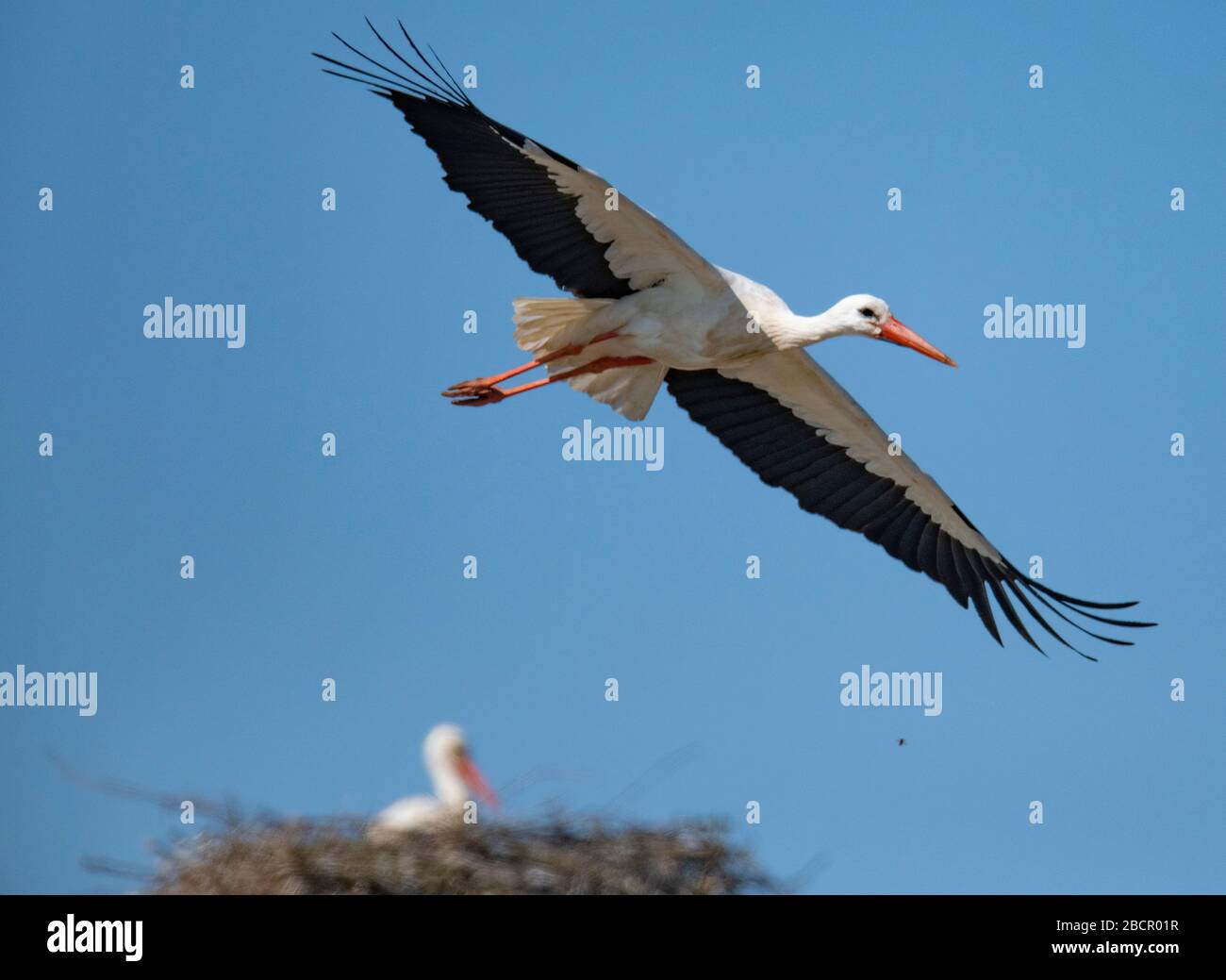 Biebesheim, Germany. 05th Apr, 2020. A white stork flies next to its ...