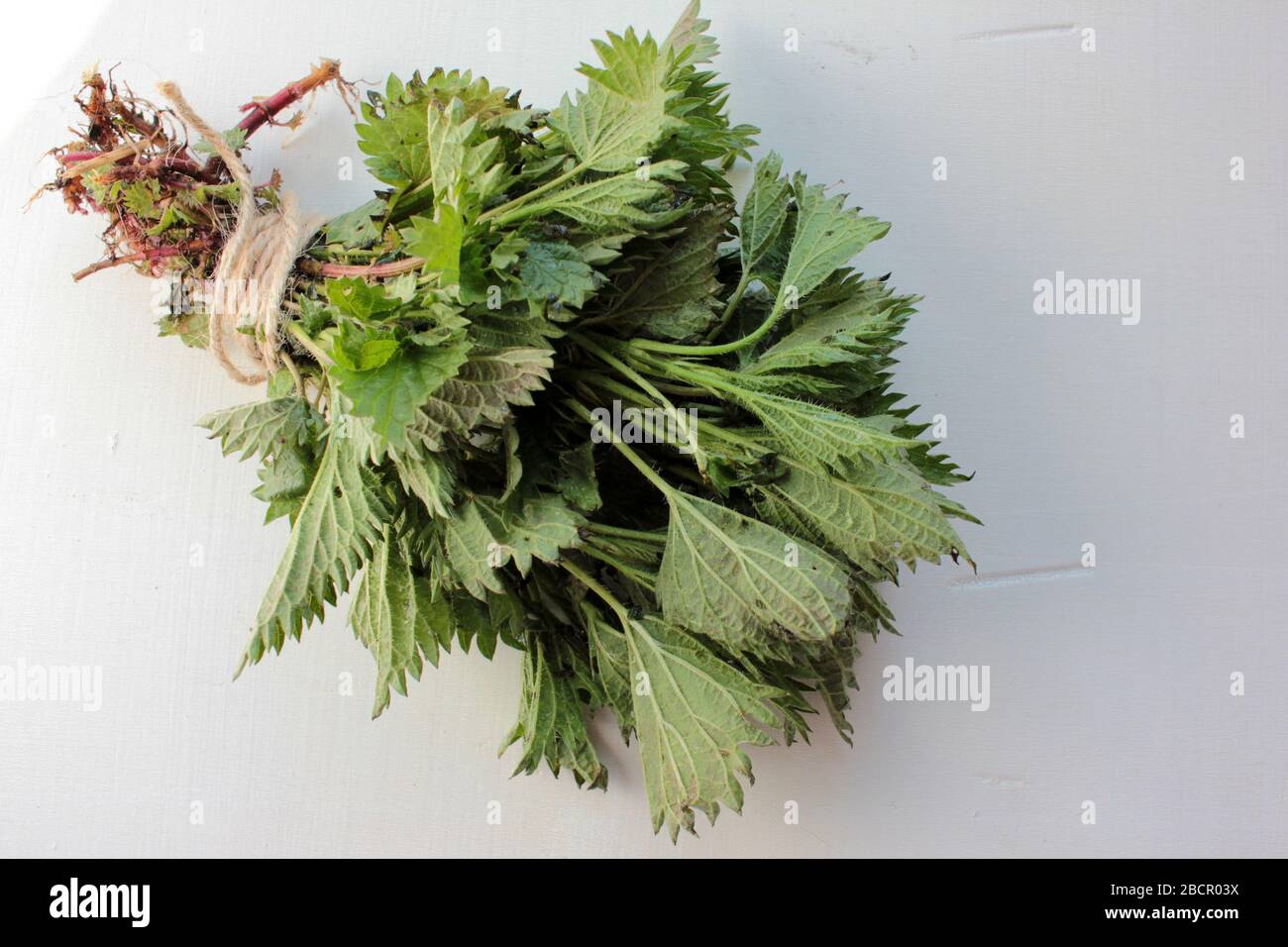 Fresh medicinal plant stinging nettles with green leaves and roots ...
