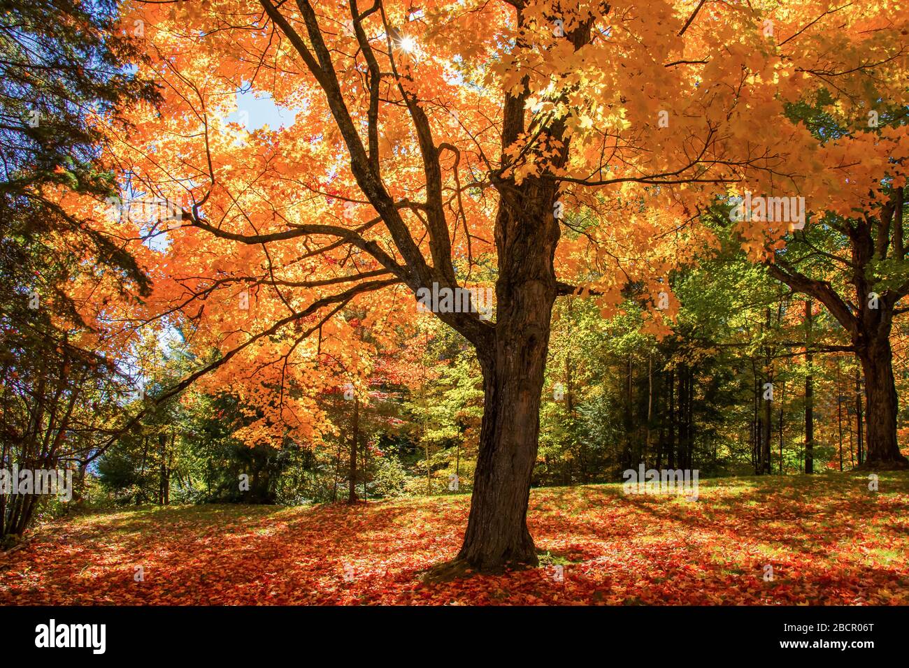 Golden leaves on maple trees in fall hi-res stock photography and ...