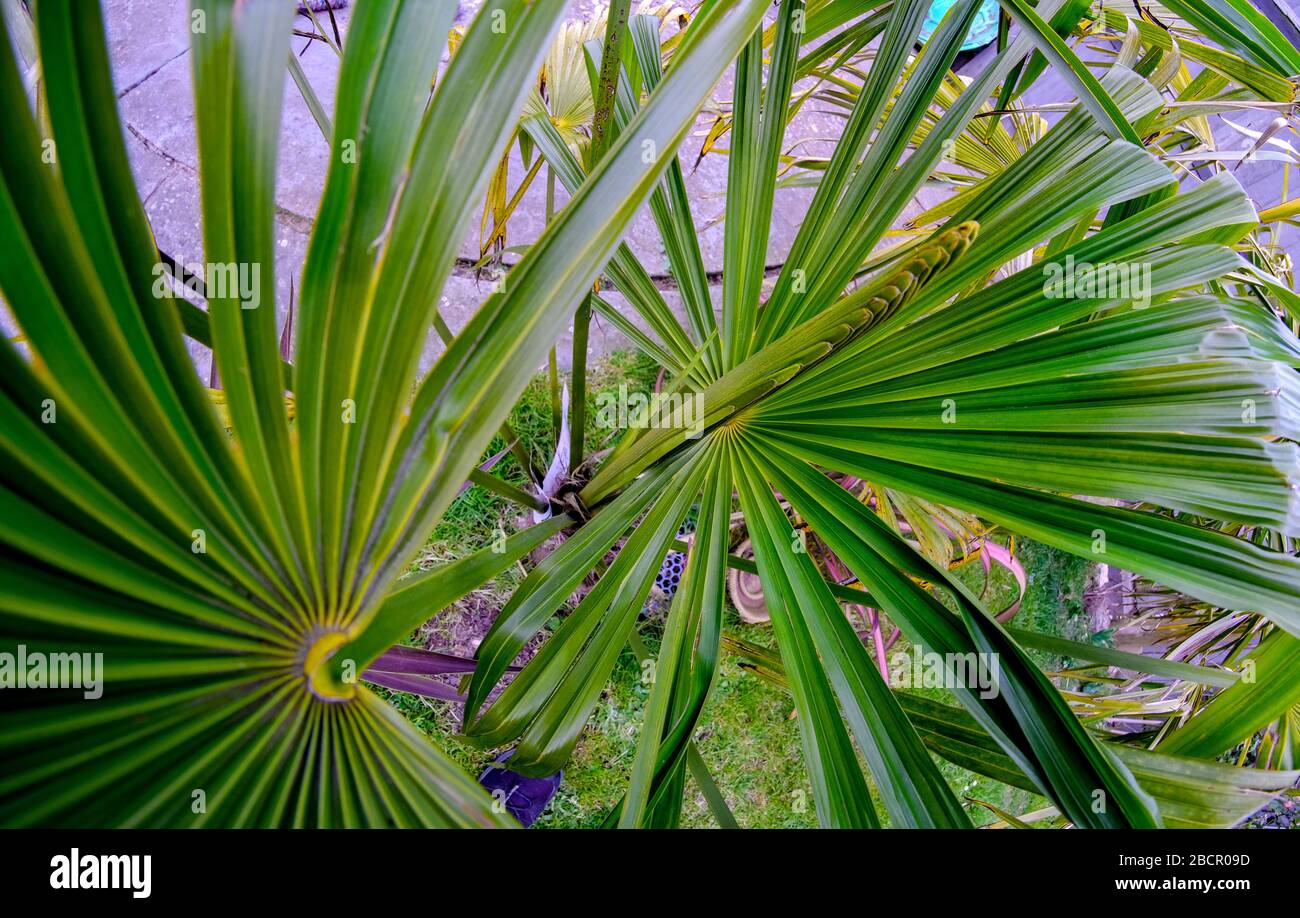 Trachycarpus fortunei trachycarpus fortunei hi-res stock photography ...