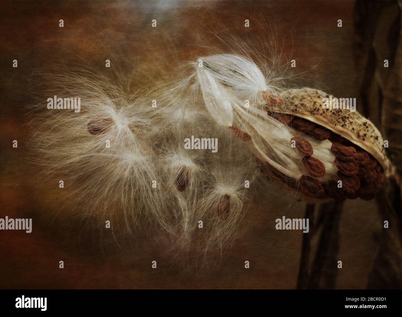 Seeds bursting hi-res stock photography and images - Alamy