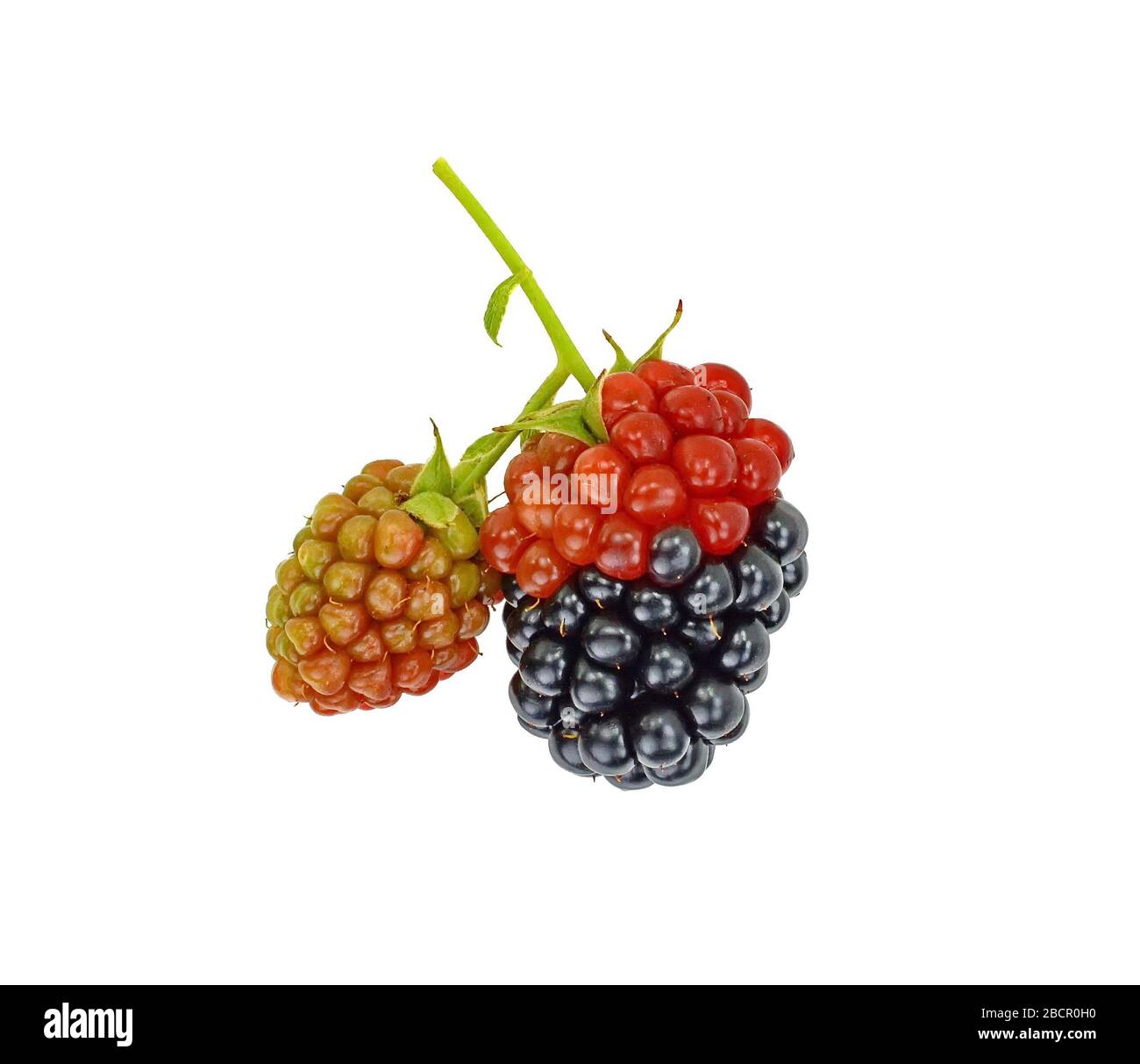 blackberry isolated on white background Stock Photo - Alamy