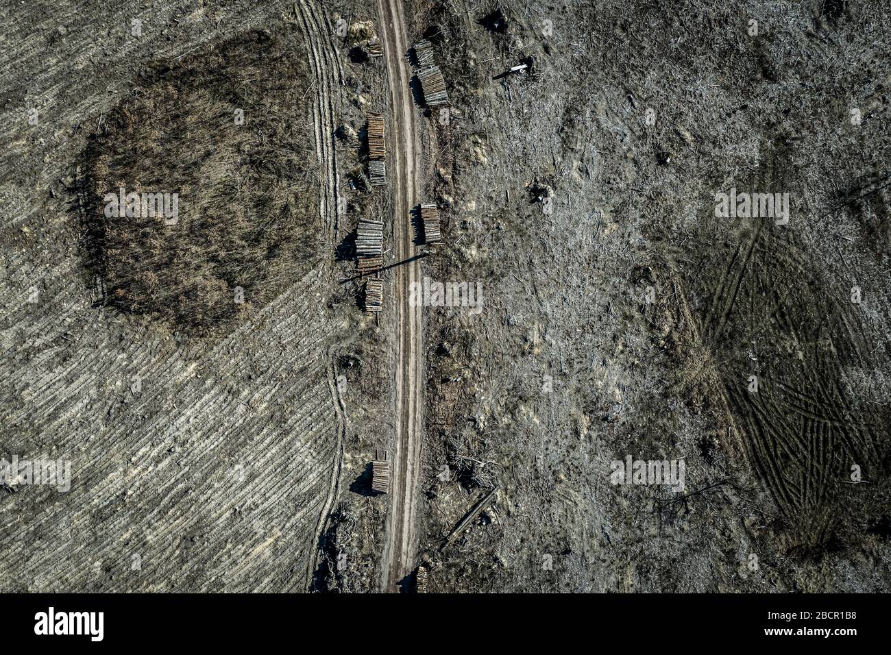 Terrible deforestation, destroyed forest for harvesting, Poland Stock ...
