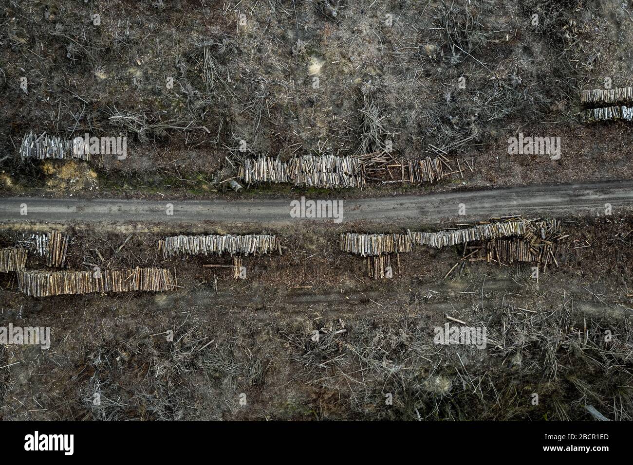 Flying above deforestation, destroyed forest for harvesting Stock Photo ...