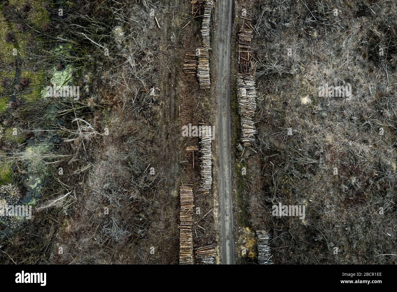 Top view of horrible deforestation forest for harvesting, Poland Stock ...