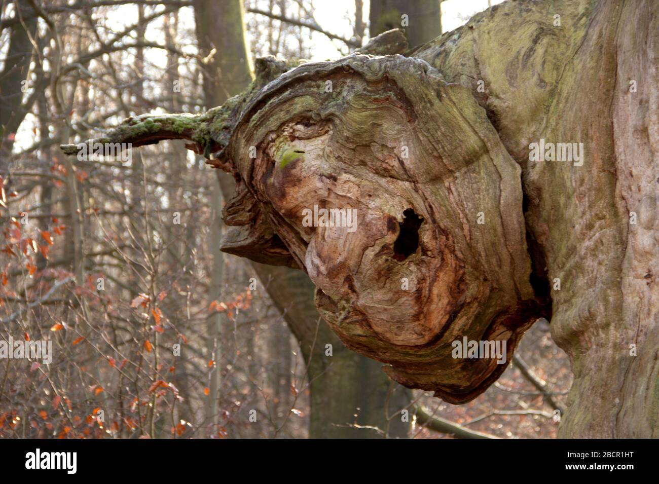 Dead, rotting oak with a bizarre branch in the Sababurg primeval forest ...