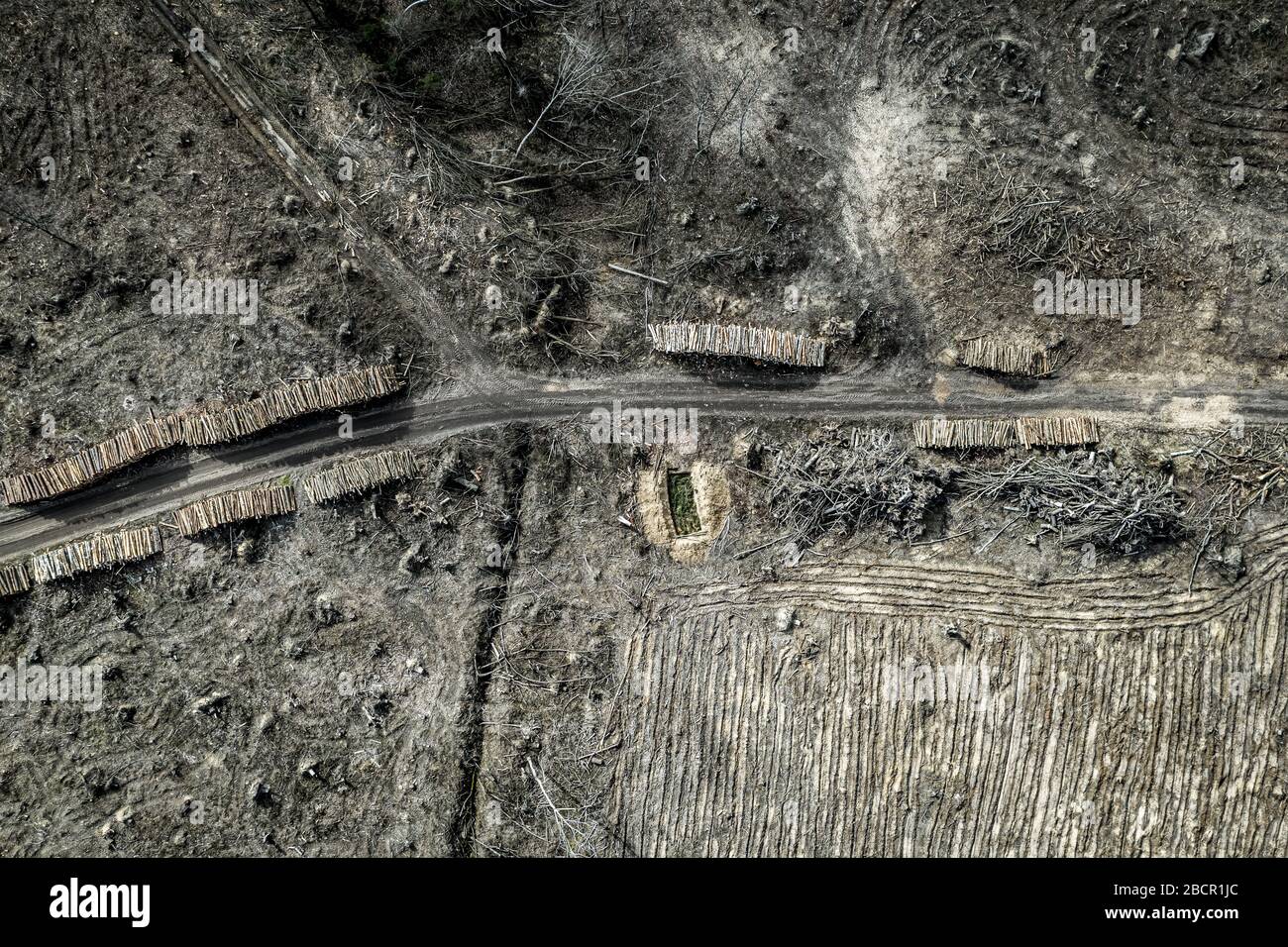 Top view of deforestation. harvesting a forest, Poland Stock Photo - Alamy