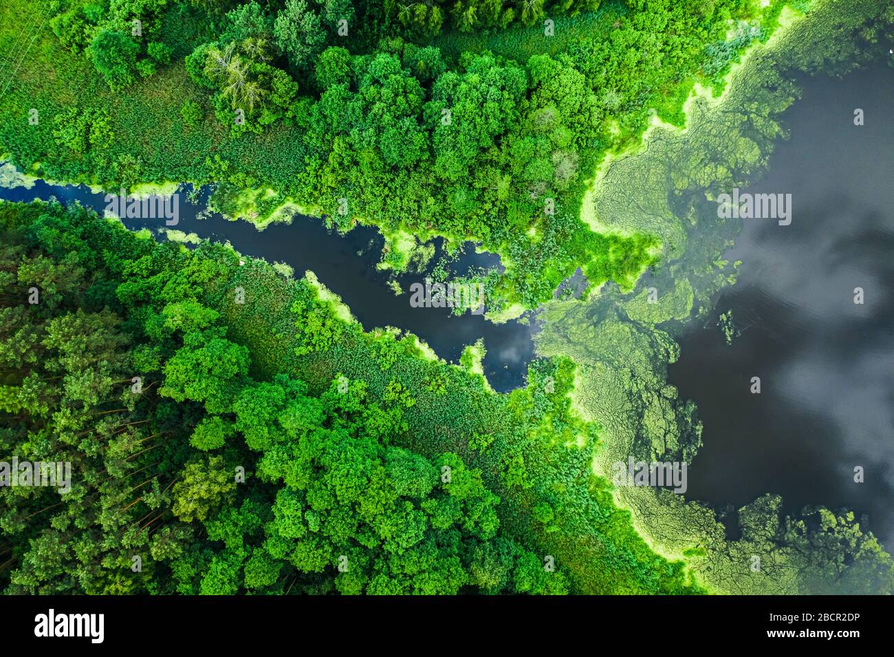 Beautiful green algae on hi-res stock photography and images - Alamy