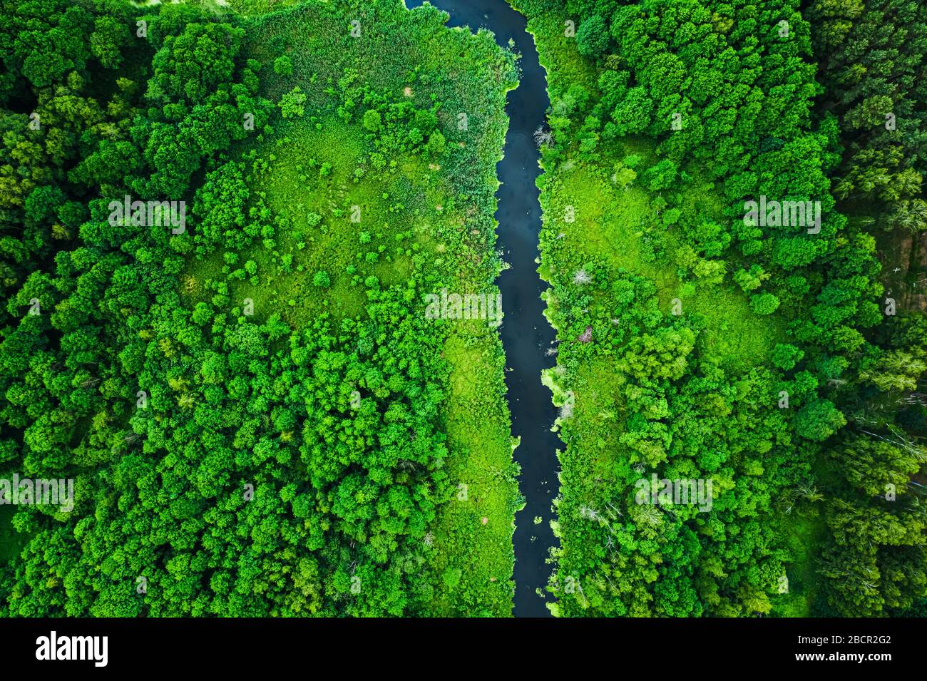Top view of blooming algae on the lake, flying above Stock Photo - Alamy