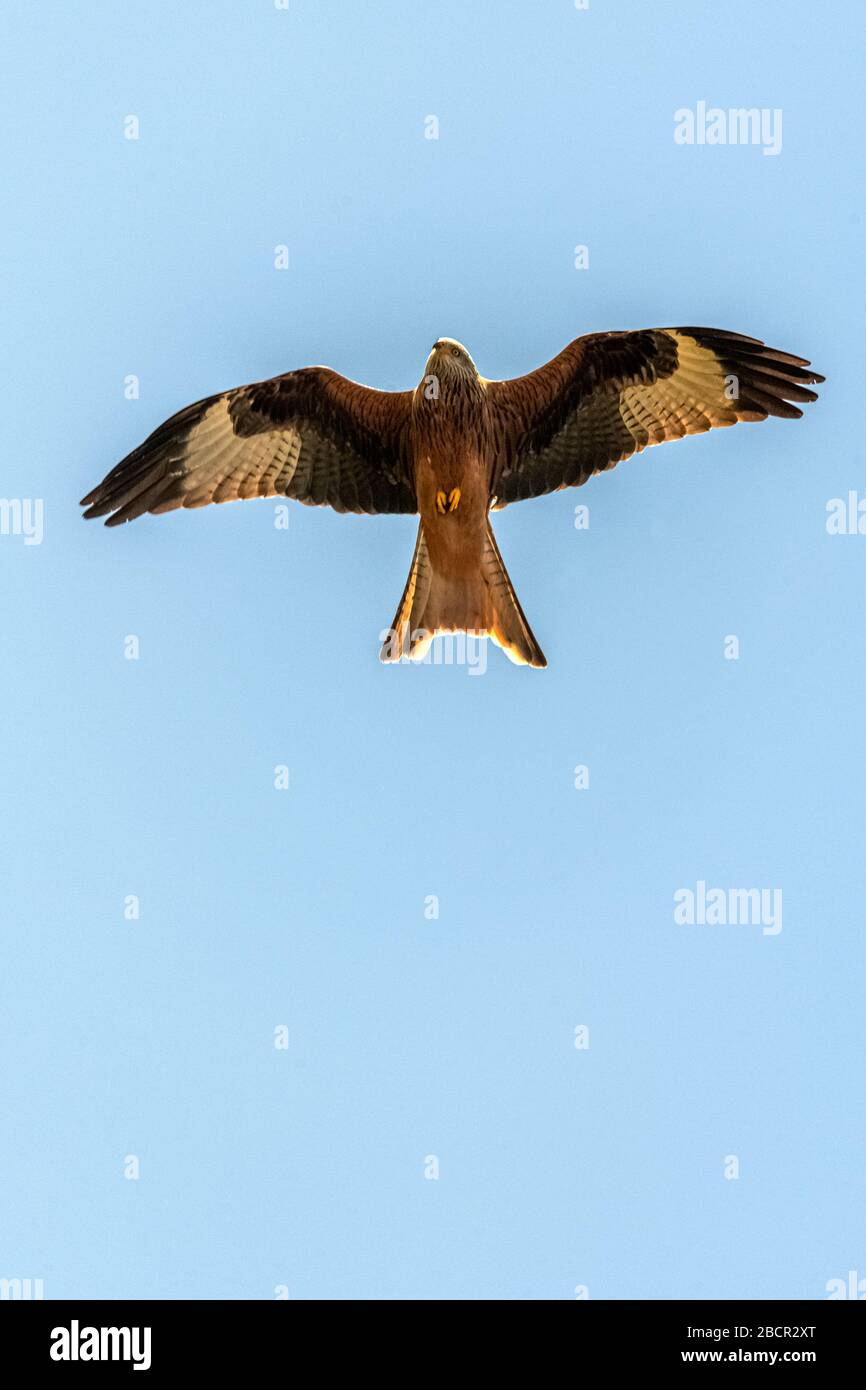 Red kite bird known hi-res stock photography and images - Alamy