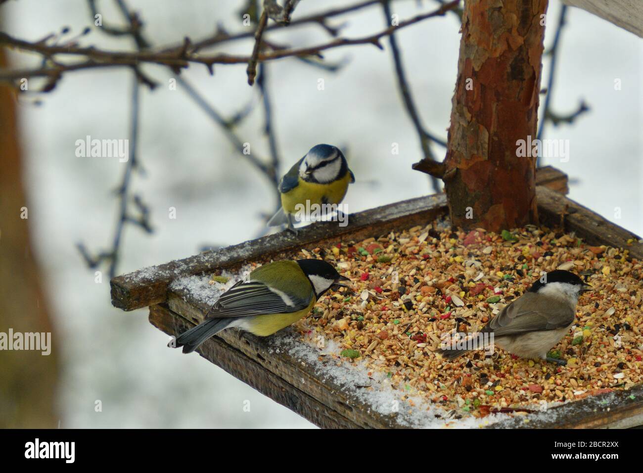 Blue tit eating sunflower seeds on fodder rack in winter together with ...