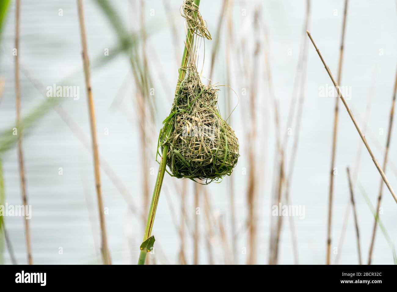 Weaver bird nest freshly constructed hanging on a reed above the water ...