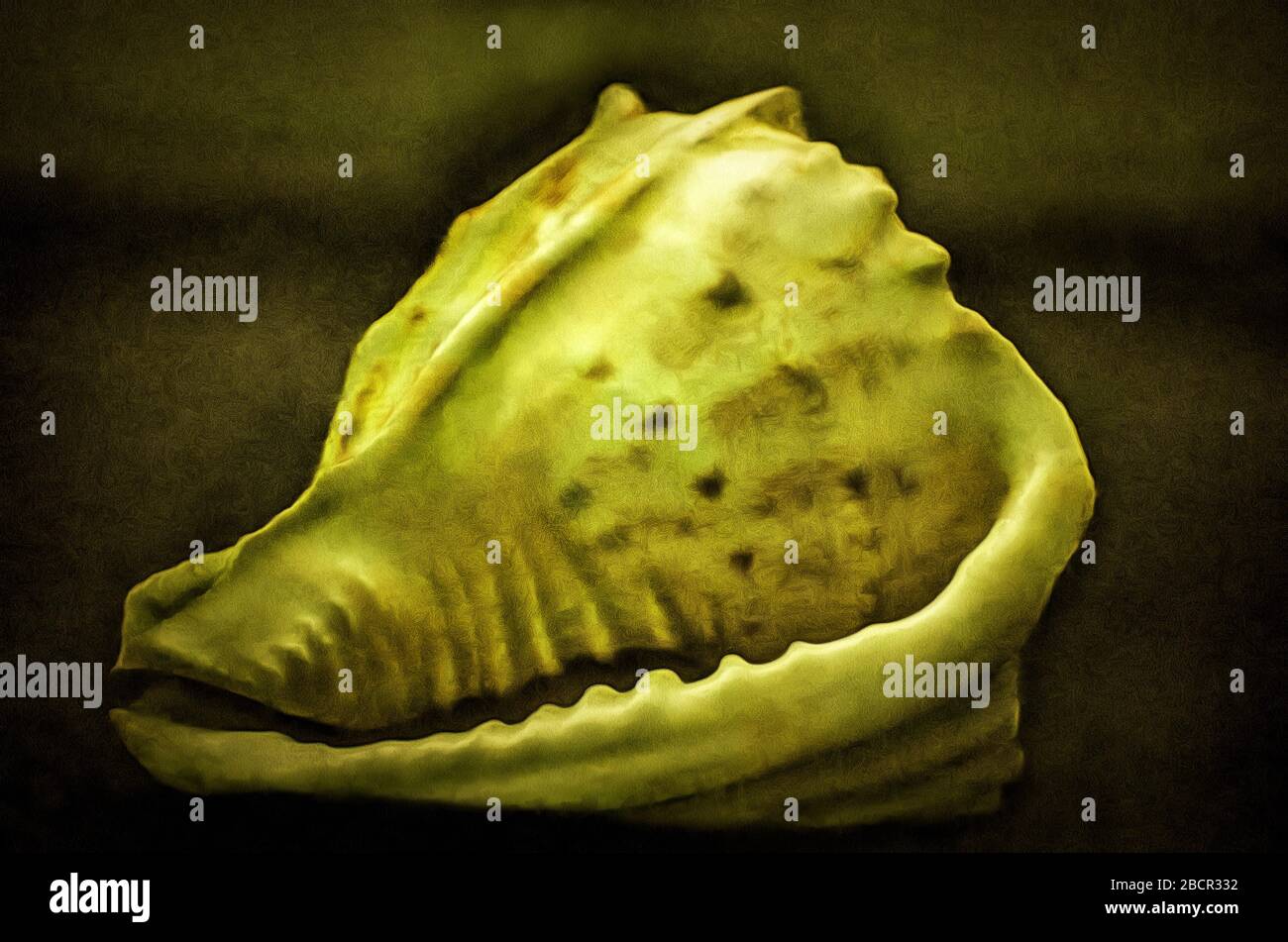 Lamarck images hi-res stock photography and images - Alamy