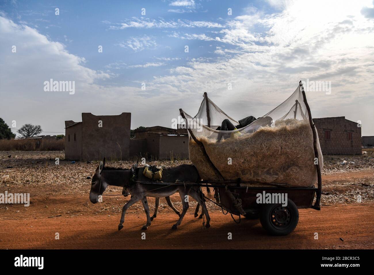 Africa, West Africa, Burkina Faso, Pô region, Nazinga national park ...