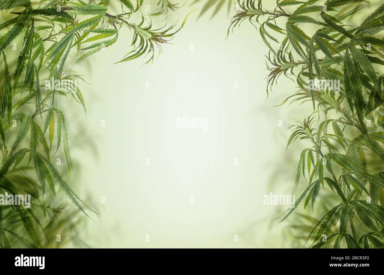 Green cannabis background, cultivation vegetation marijuana plants ...