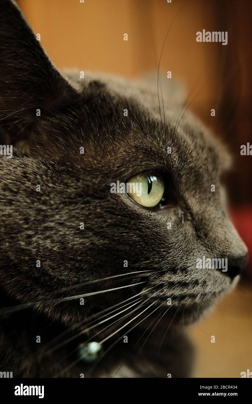 Cat with gray eye hi-res stock photography and images - Alamy