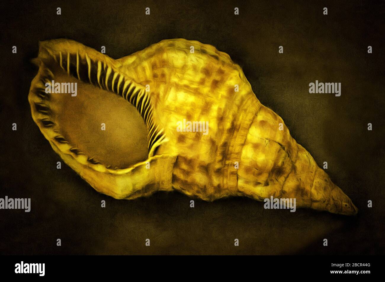 Tritons trumpet images hi-res stock photography and images - Alamy