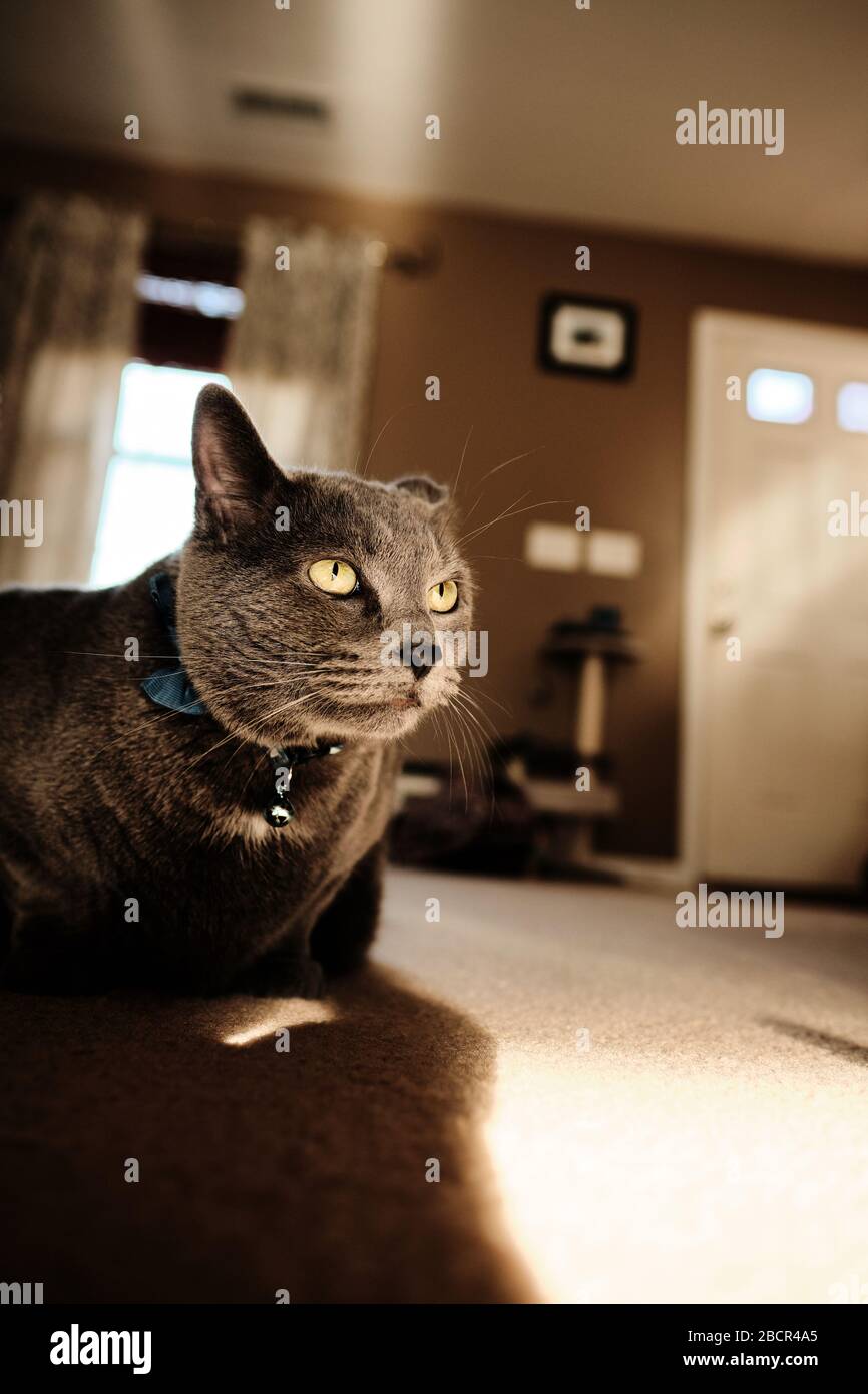 Boy observing cat hi-res stock photography and images - Alamy