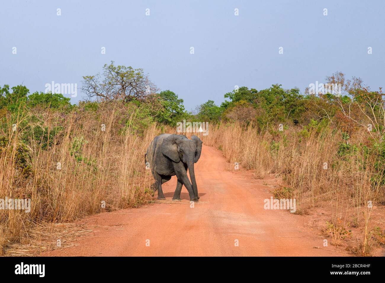 Nazinga reserve hi-res stock photography and images - Alamy