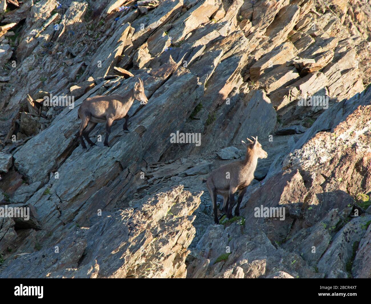 Ibexes hi-res stock photography and images - Alamy