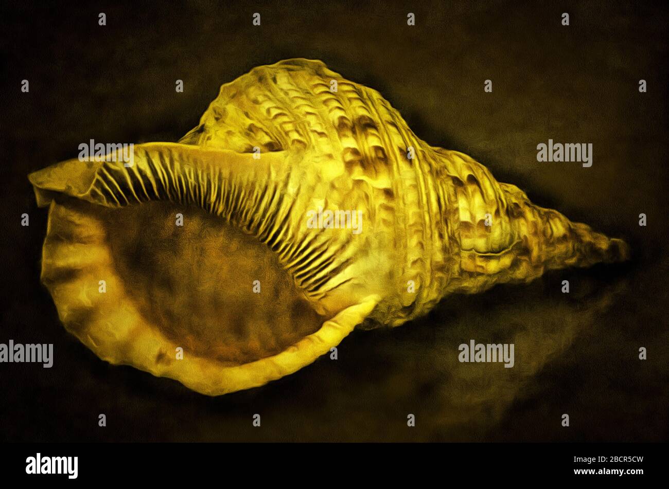 Charonia charonia charonia hi-res stock photography and images - Alamy