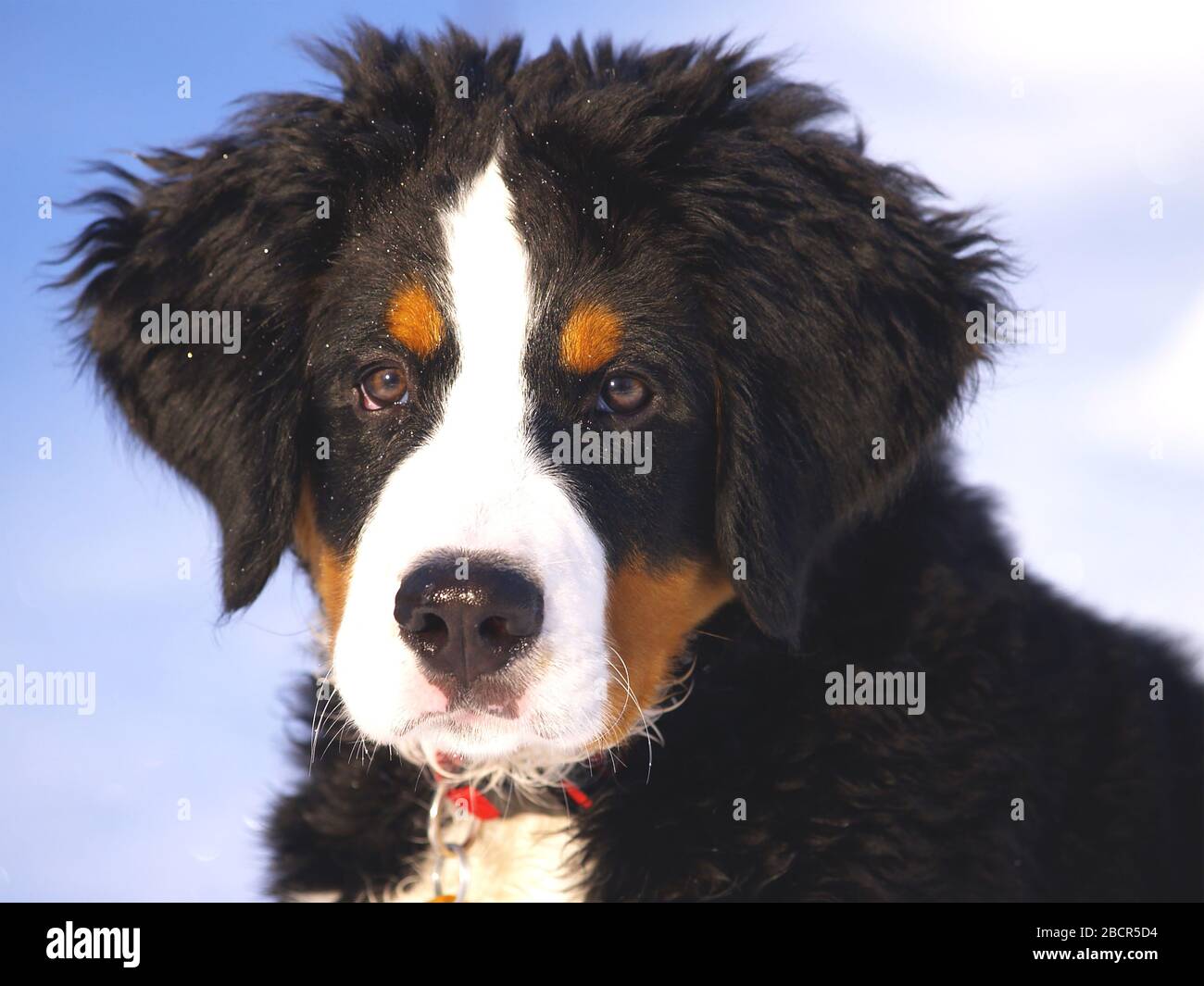 Cute dog, handsome with beautiful colors and thick hair Stock Photo - Alamy