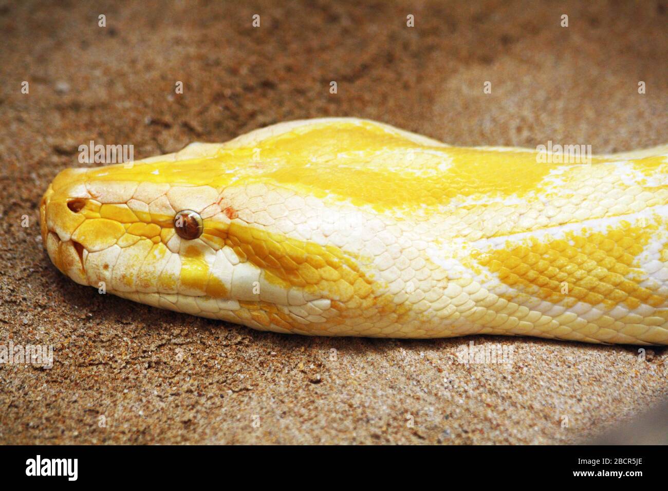 Dunkler tigerpython hi-res stock photography and images - Alamy