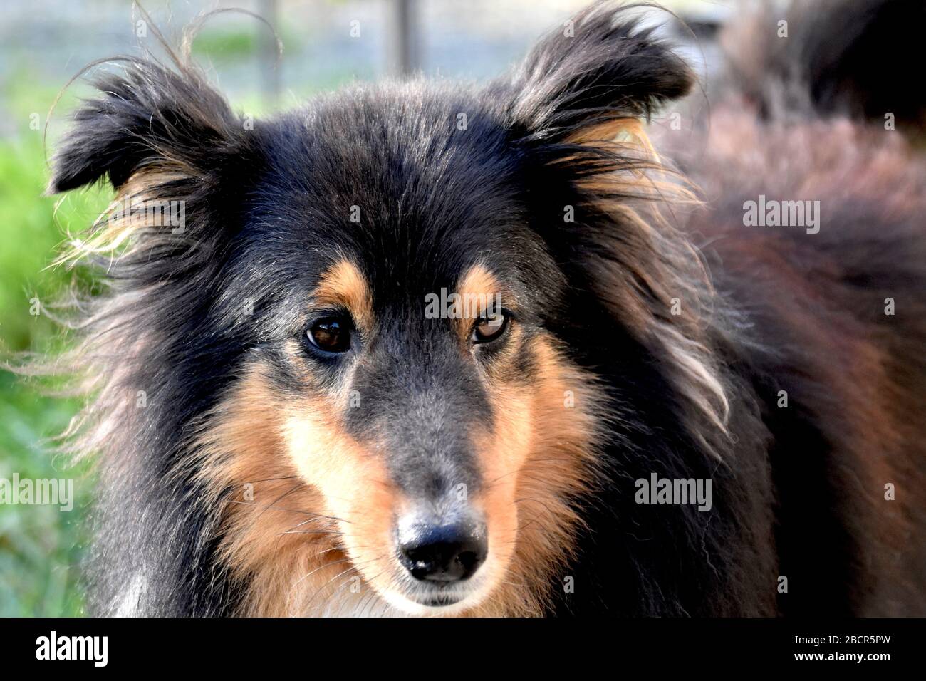 Cute dog, handsome with beautiful colors and thick hair Stock Photo - Alamy