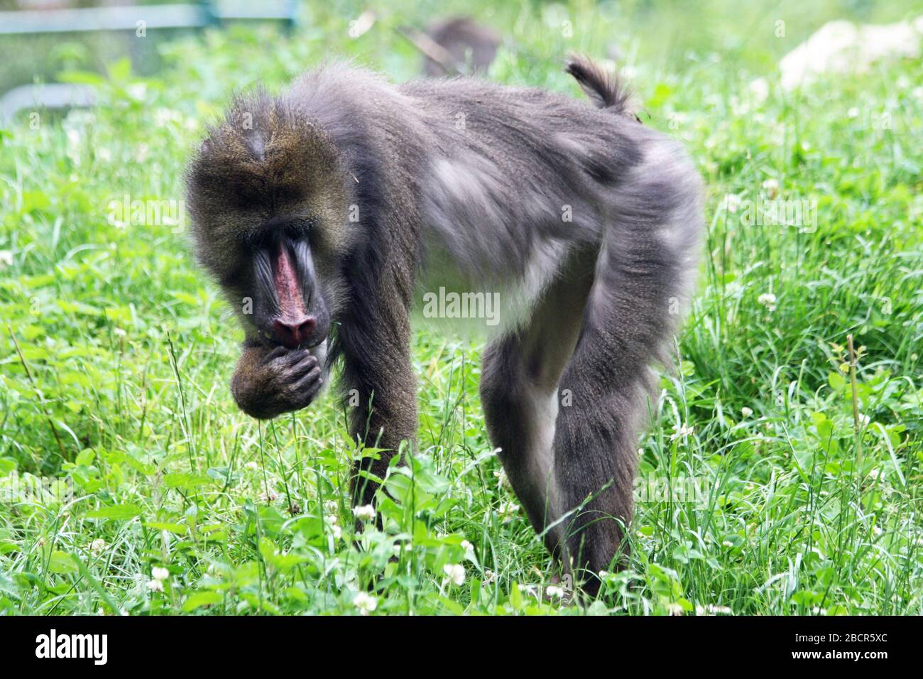 Mandrill affe hi-res stock photography and images - Alamy
