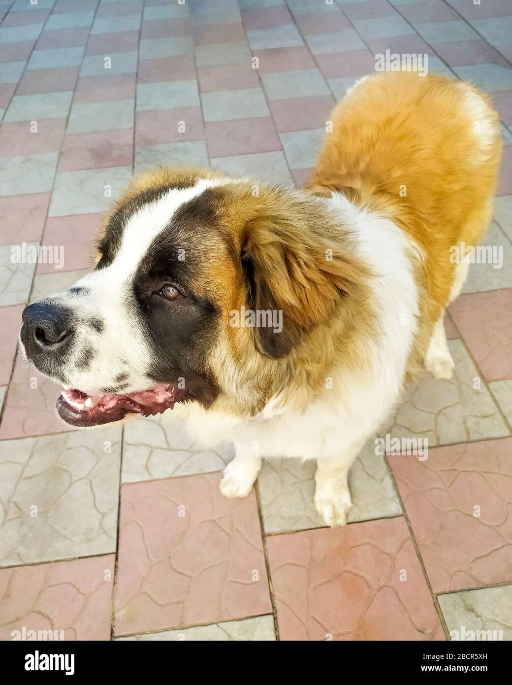 Moscow guard dog brown color. Pet. Fluffy and beautiful dog Stock Photo ...