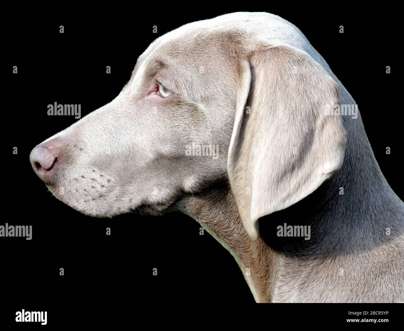 Cute dog, handsome with beautiful colors and thick hair Stock Photo - Alamy