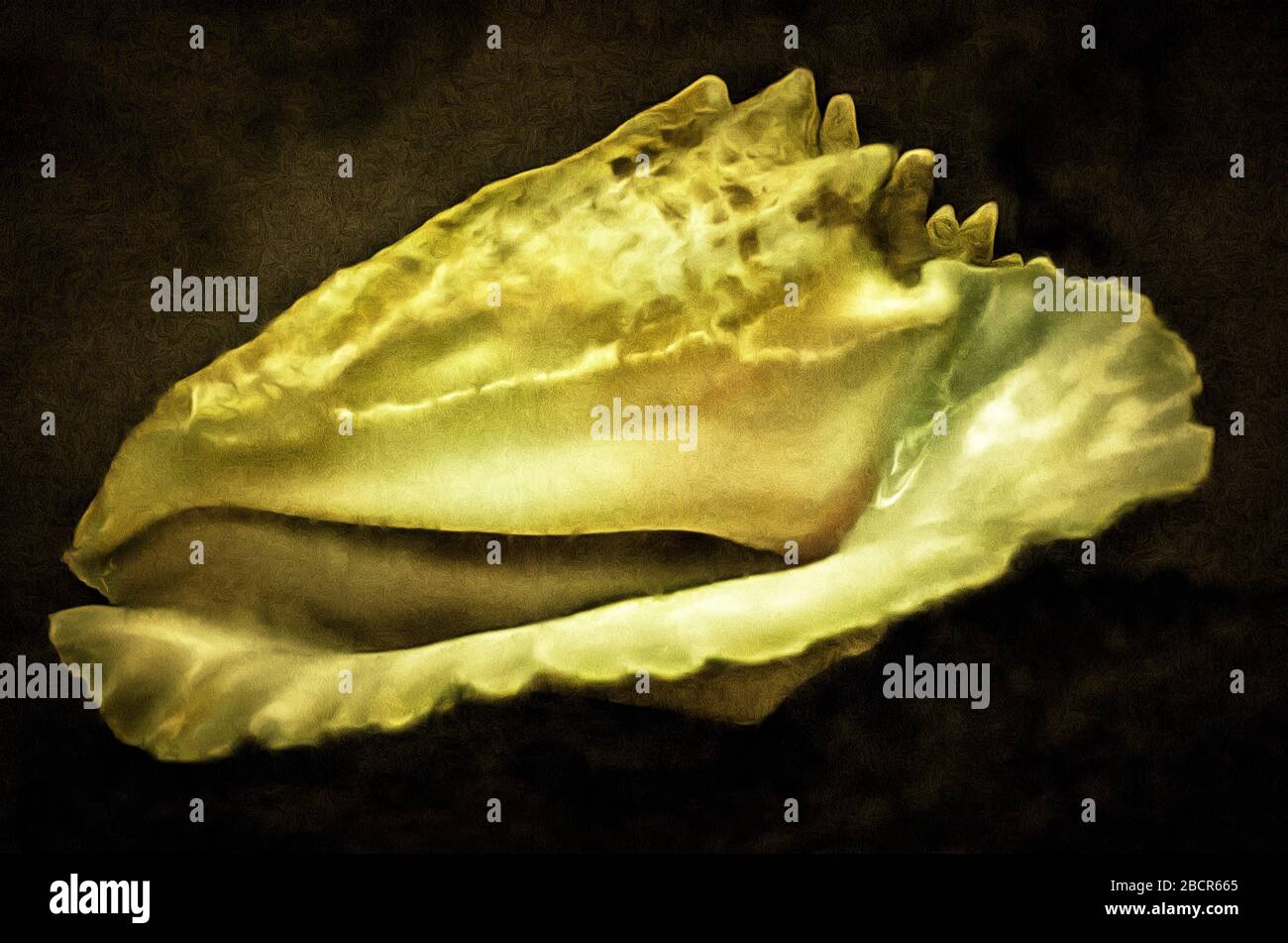 Giant conch images hi-res stock photography and images - Alamy