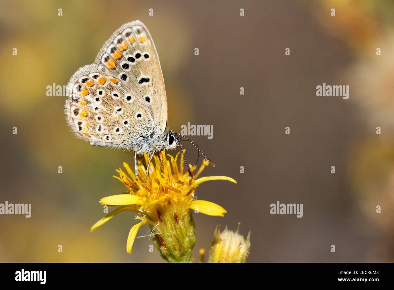 A common blue butterfly (Polyommatus icarus) perched in a yellow flower ...