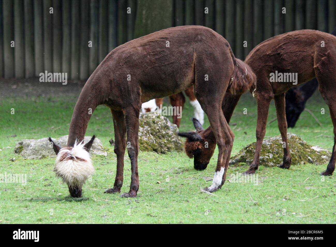 Guanako hi-res stock photography and images - Alamy