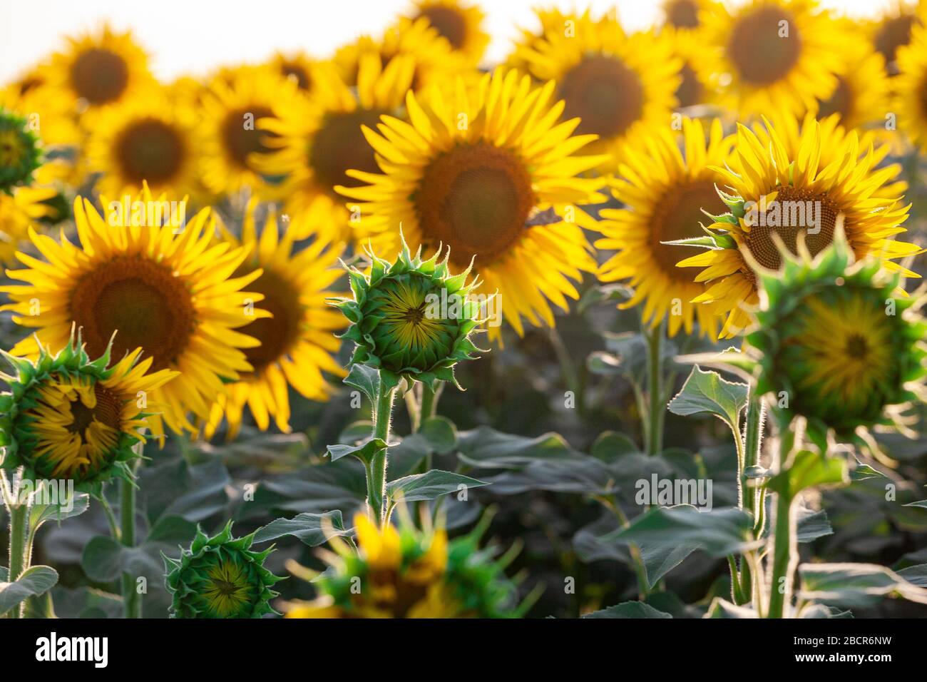 Blooming sunflower in a field with bright yellow petals against other ...