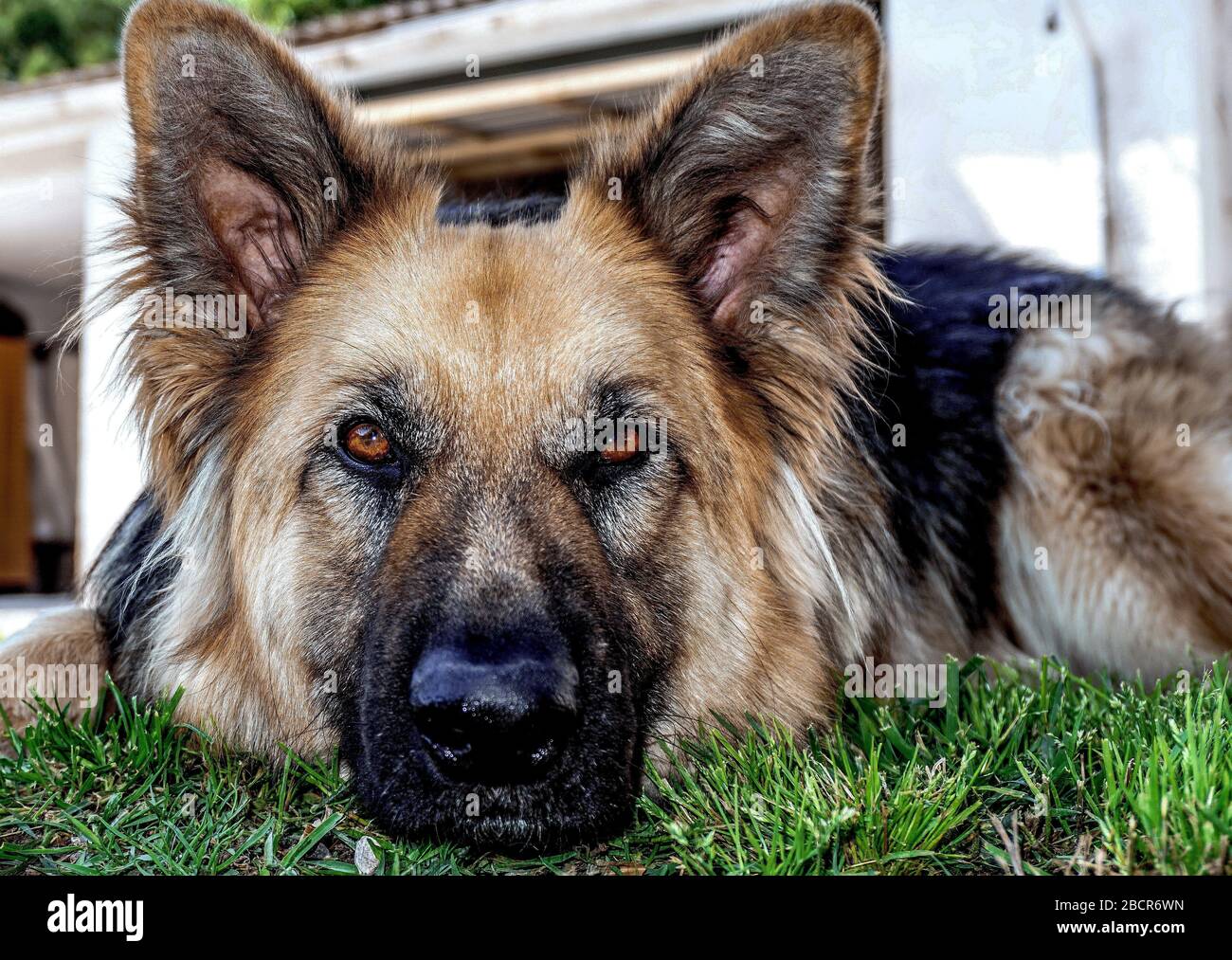 Cute dog, handsome with beautiful colors and thick hair Stock Photo - Alamy