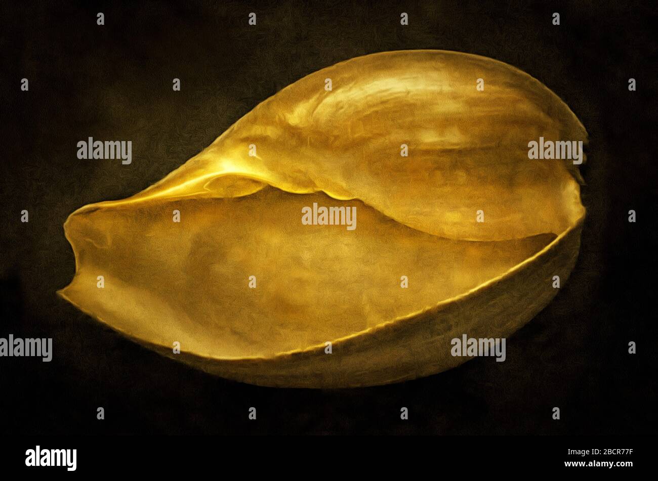 Voluta clans image hi-res stock photography and images - Alamy