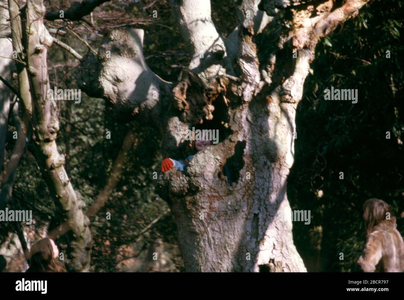 A young boy climbing up the inside of a big tree in the wood while his ...