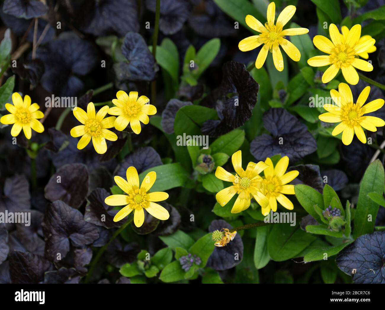 Brazen hussy hi-res stock photography and images - Alamy