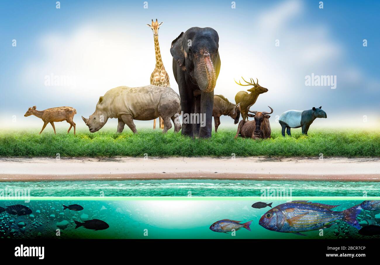 Wildlife Conservation Day Wild animals to the home. Or wildlife ...