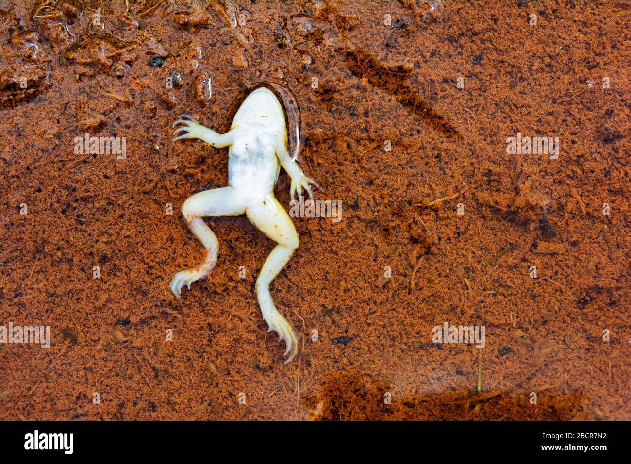 Polluted animals hi-res stock photography and images - Alamy