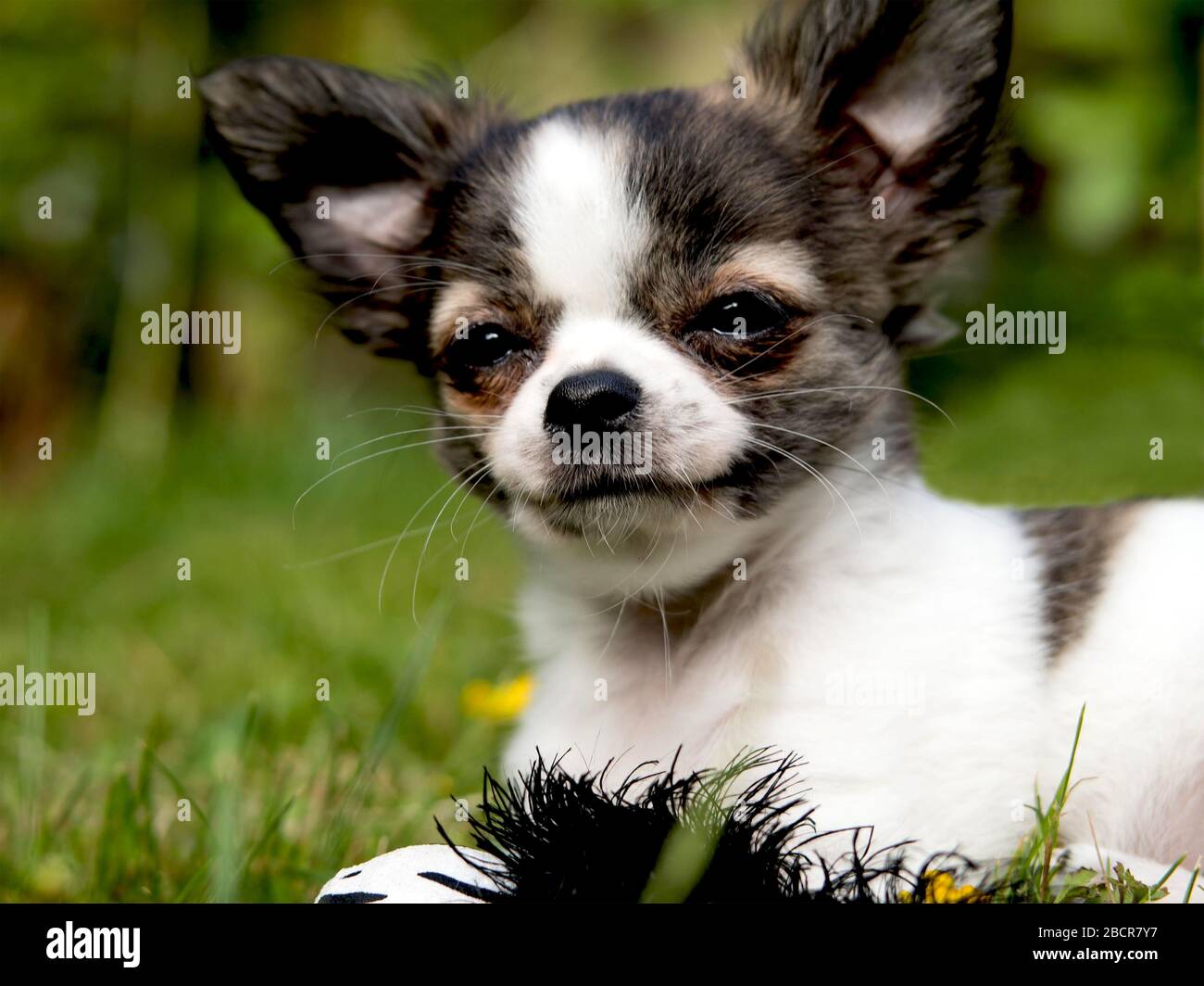 Cute dog, handsome with beautiful colors and thick hair Stock Photo - Alamy