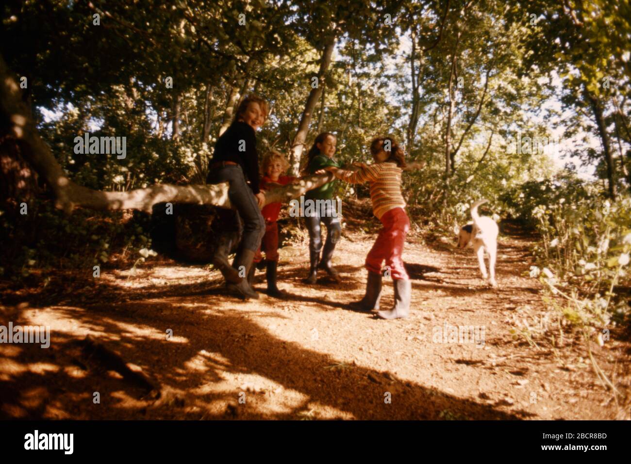 Young happy kids playing on the bendy branch of a tree in the woods in ...