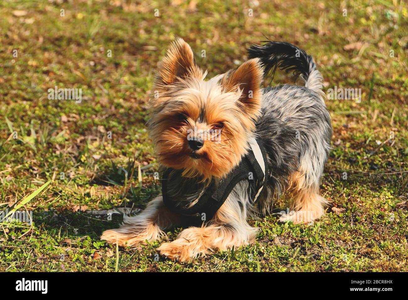 Cute dog, handsome with beautiful colors and thick hair Stock Photo - Alamy