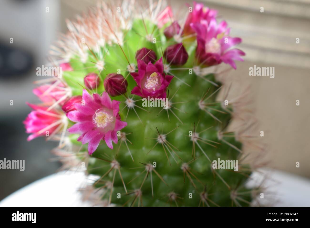 pink blooming cactus Stock Photo - Alamy