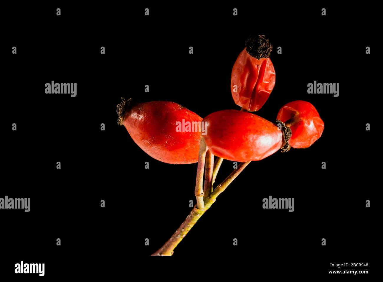 Black rosehips hi-res stock photography and images - Alamy