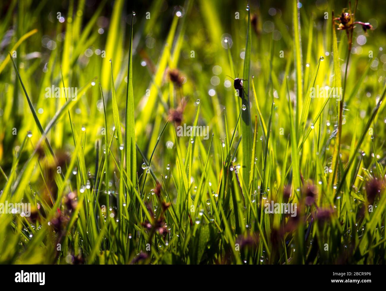 Green grass with dew hi-res stock photography and images - Alamy