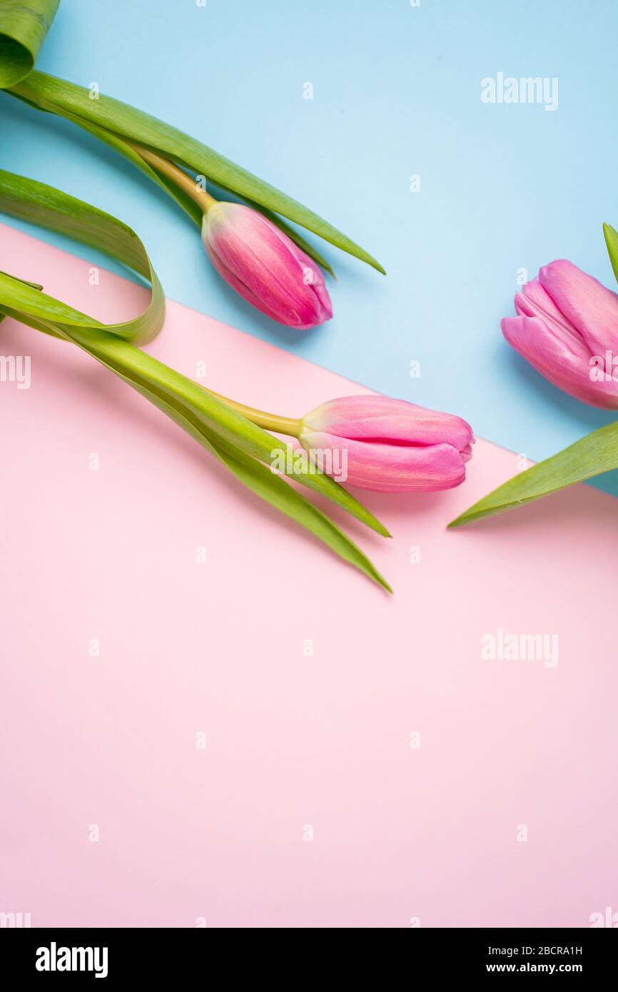 Beautiful tulips on multicolored paper background with copy space for ...